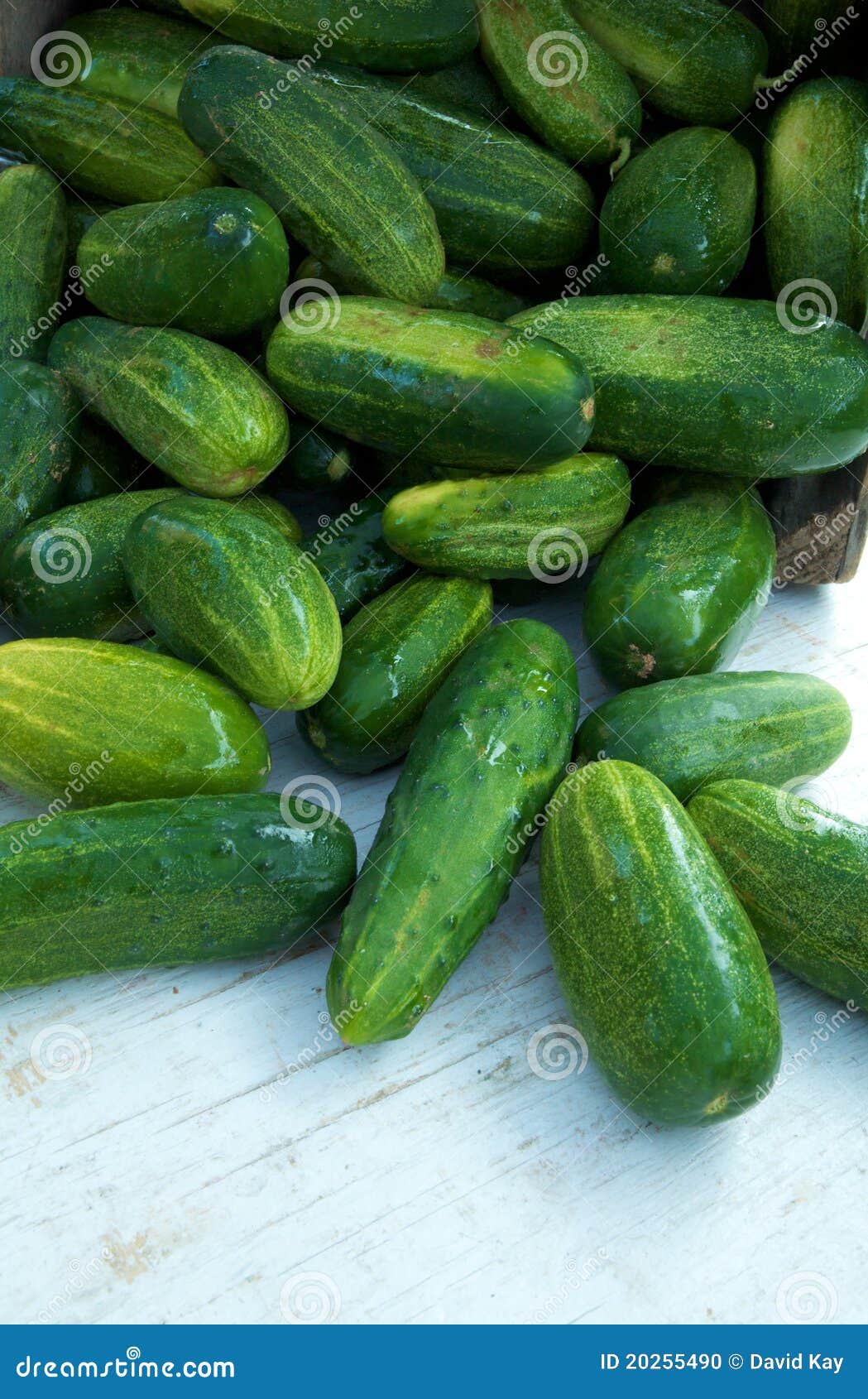 Fresh cucumbers stock photo. Image of group, agriculture - 20255490