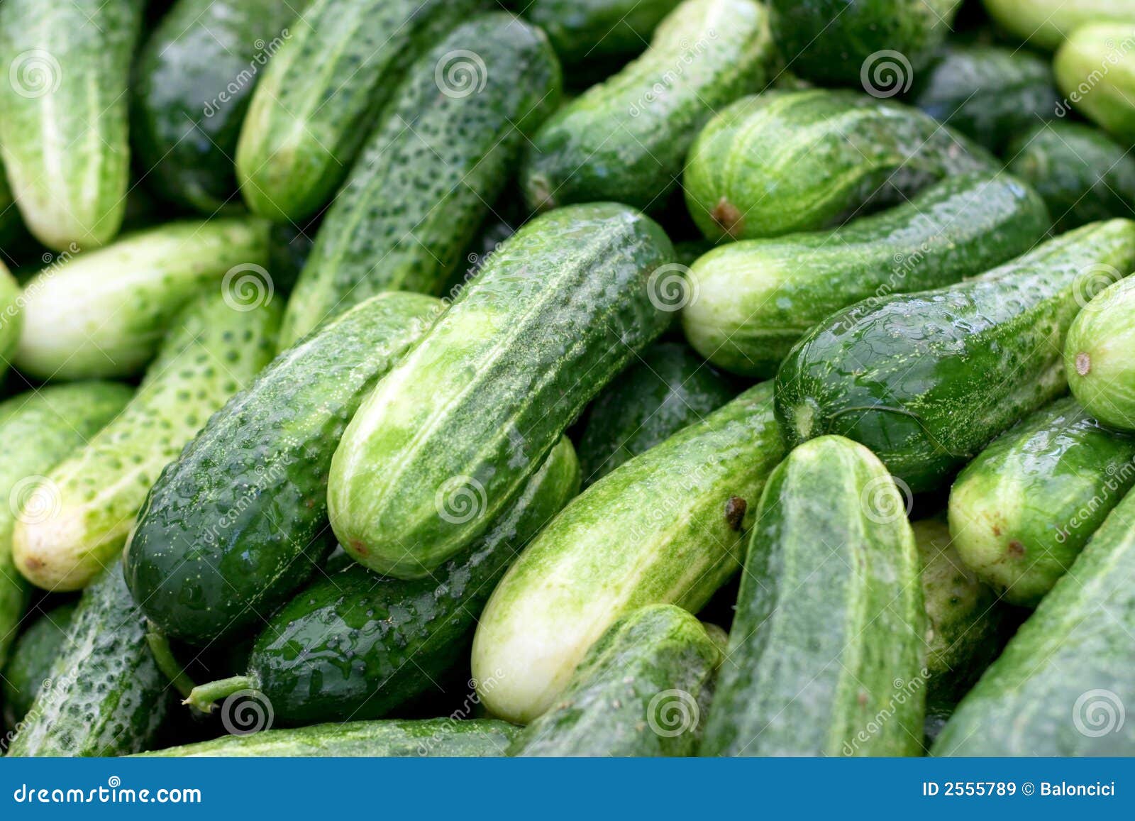 Fresh cucumbers stock image. Image of vegetable, picked - 2555789