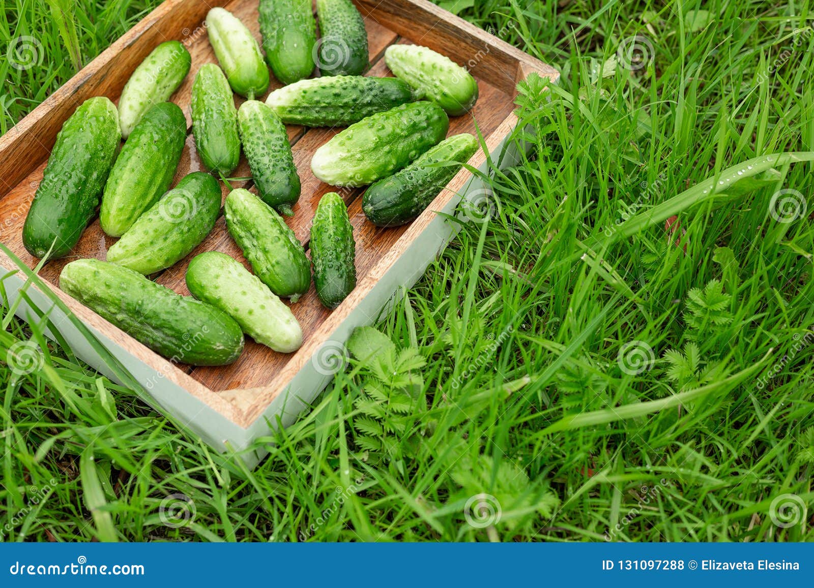Fresh Cucumbers in the Box on the Green Grass. Stock Photo - Image of ...