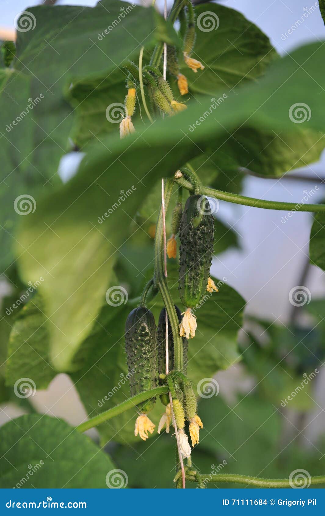 Fresh cucumbers stock photo. Image of grow, natural, garden - 71111684