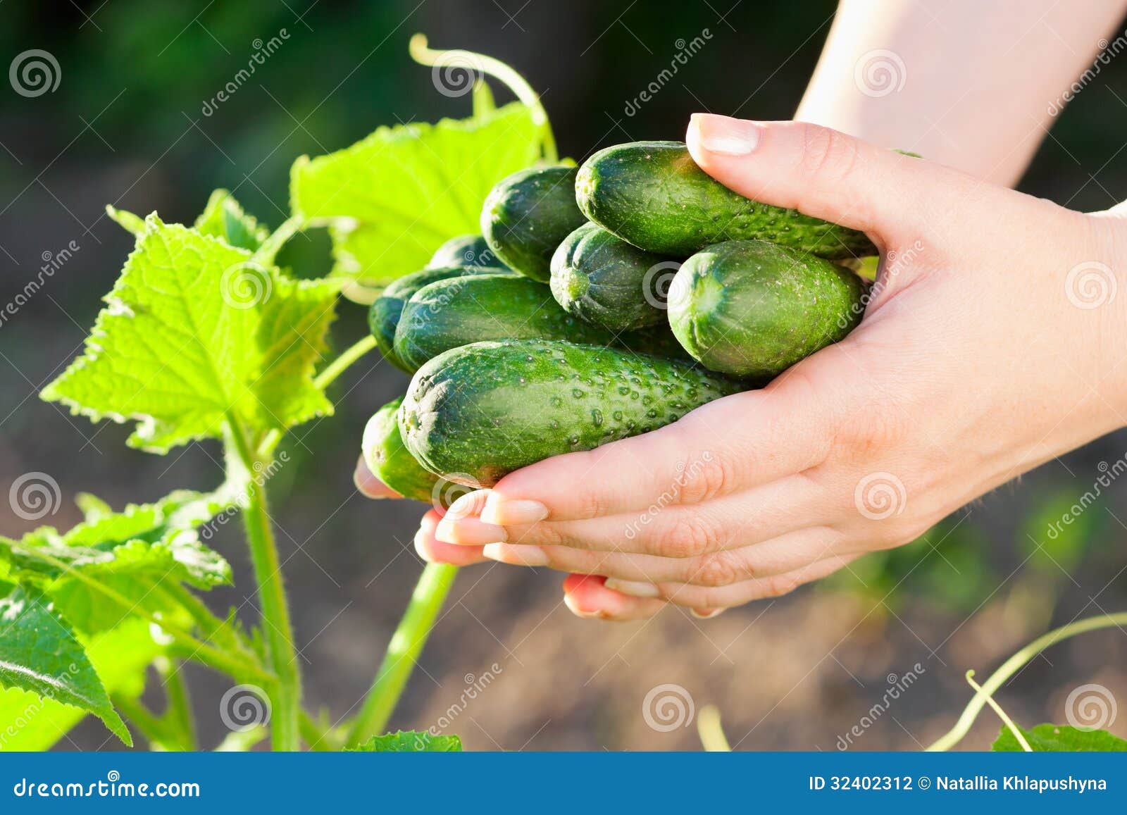 Fresh cucumbers in hand stock photo. Image of conservation - 32402312