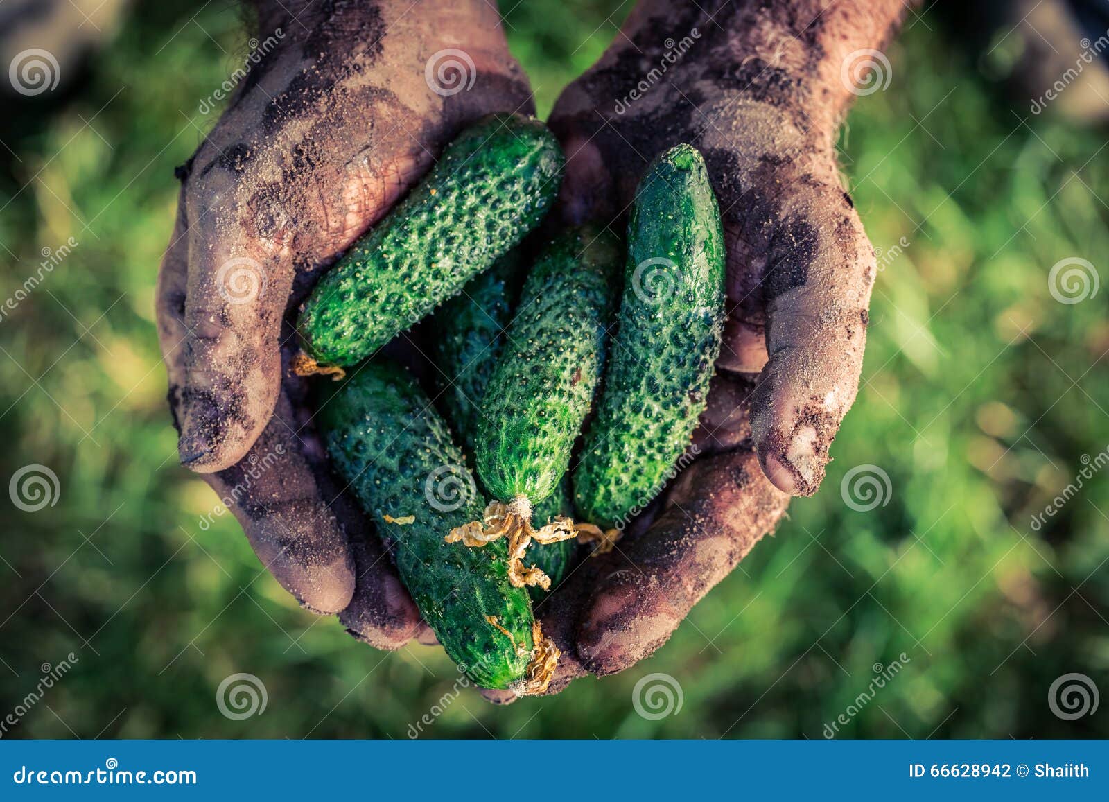 Fresh cucumbers in hands stock photo. Image of green - 66628942