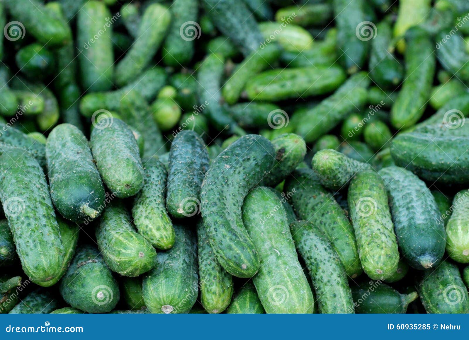 Fresh cucumbers for sale stock image. Image of nature - 60935285