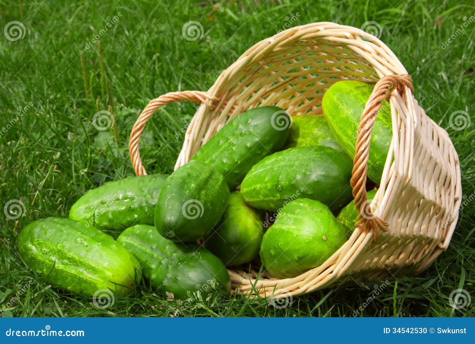 500 Basket Cucumbers Grass Stock Photos - Free & Royalty-Free Stock ...