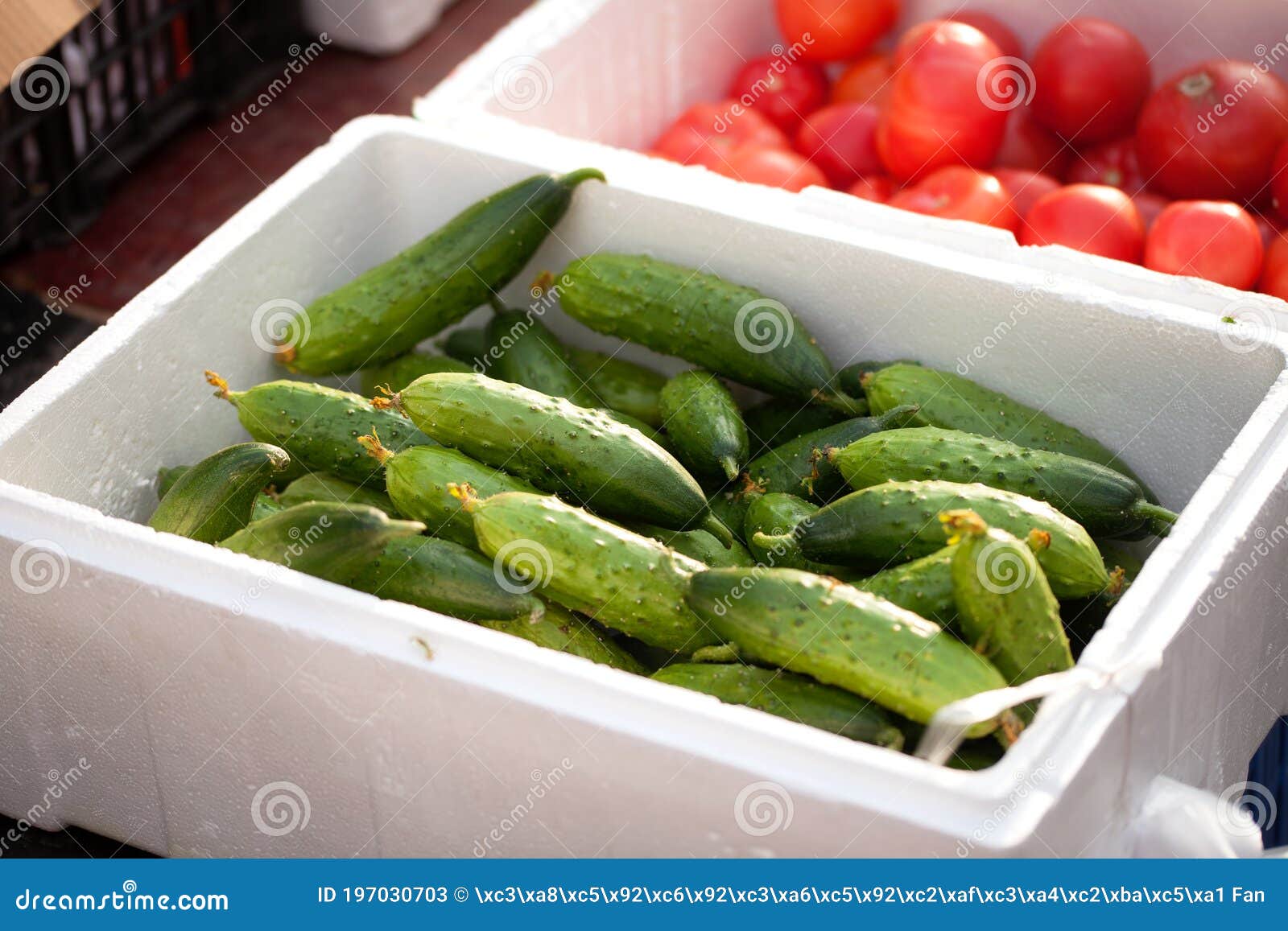Fresh Cucumbers from the Vegetable Market Stock Image - Image of green ...