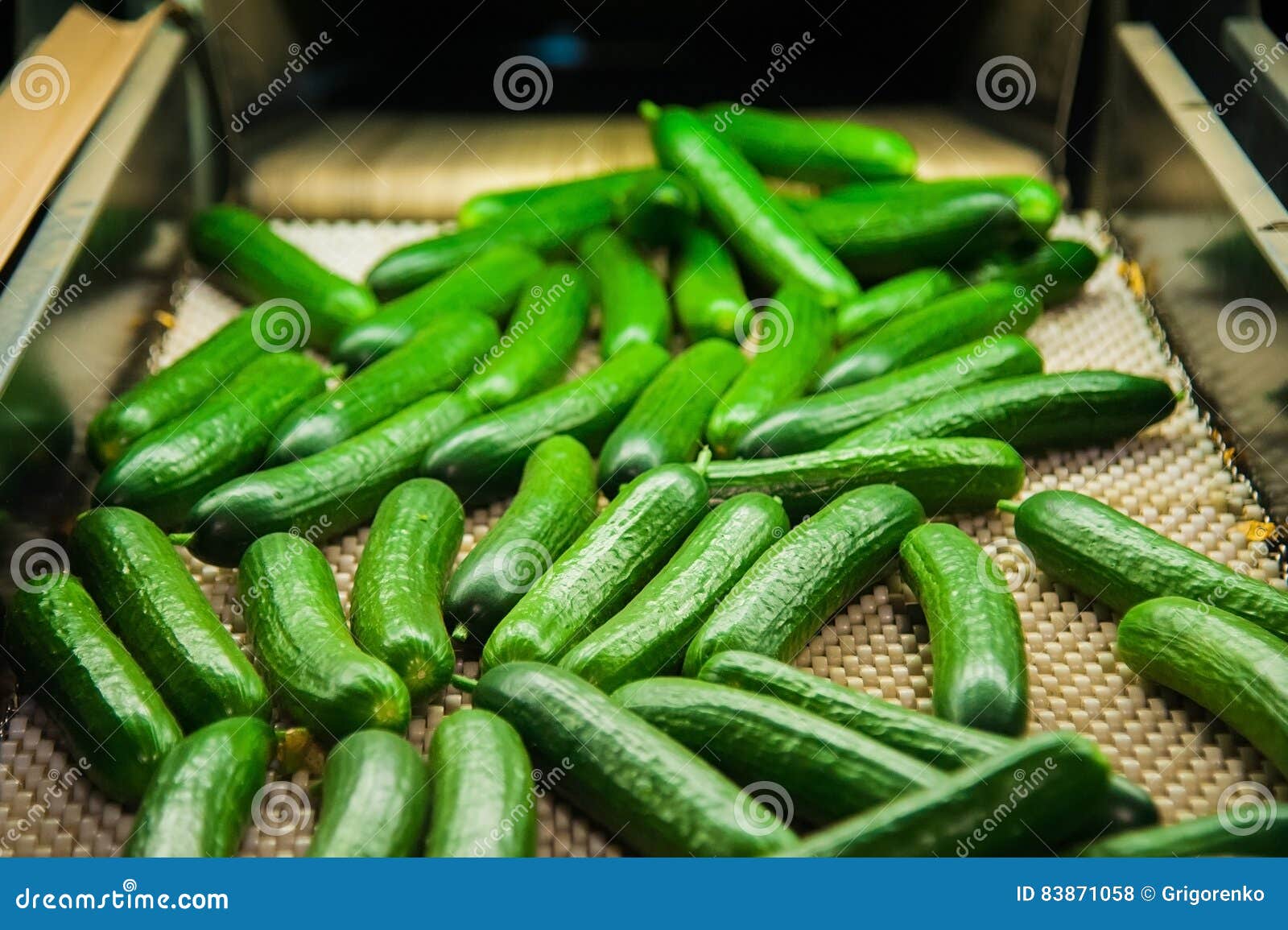 Fresh Cucumbers on Vegetable Processing Factory Stock Photo - Image of ...
