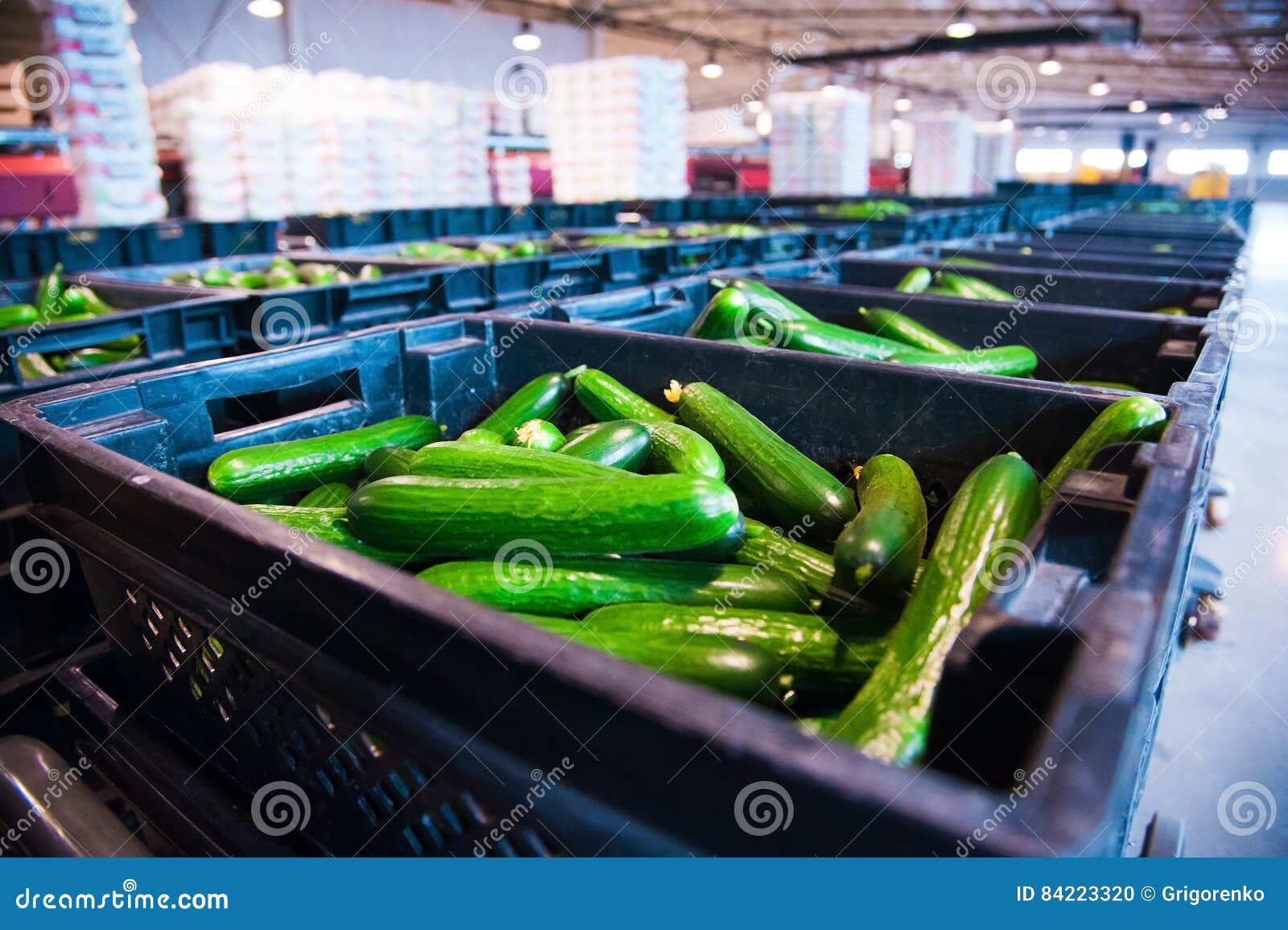Fresh Cucumbers on Vegetable Processing Factory Stock Photo - Image of ...