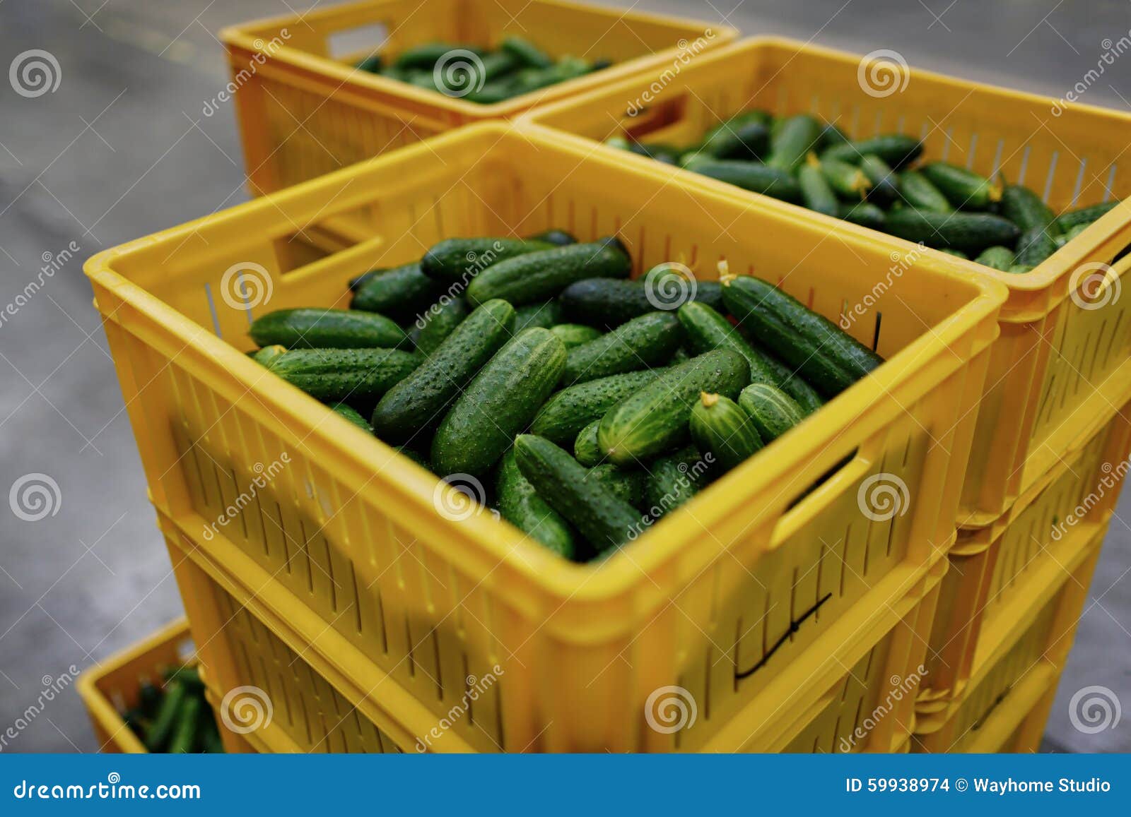 Fresh Cucumbers in Yellow Box in Factory Stock Photo - Image of dieting ...