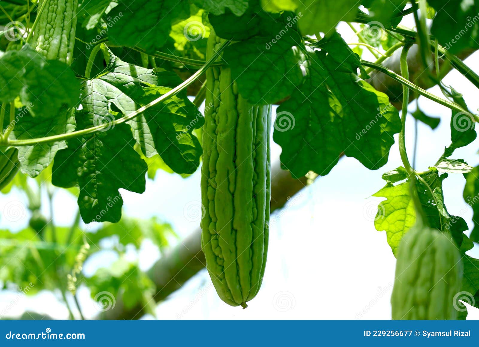 Fresh Cucurbitaceae stock image. Image of shrub, cucurbitaceae - 229256677