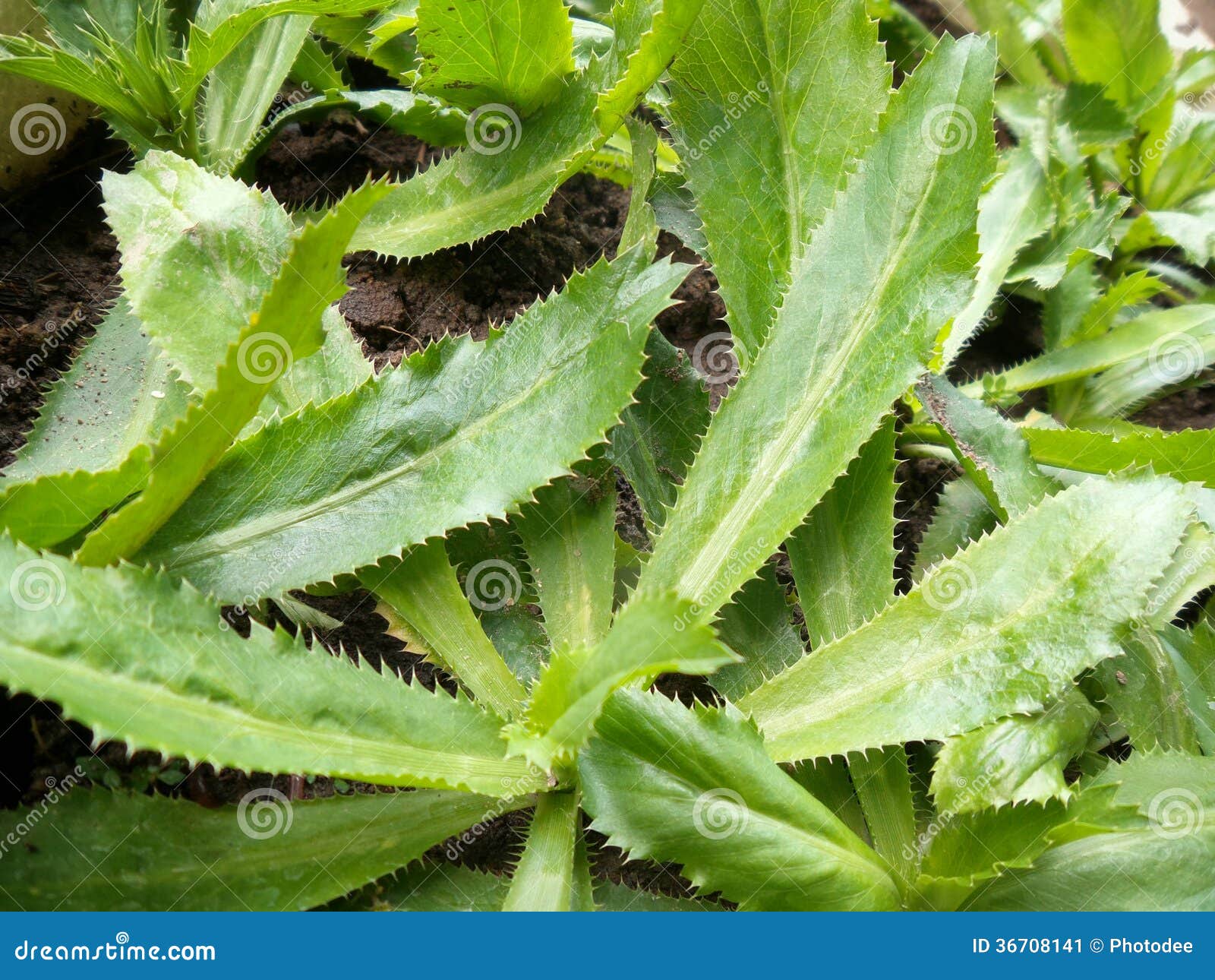 Fresh culantro stock image. Image of cilantro, long, jagged - 36708141
