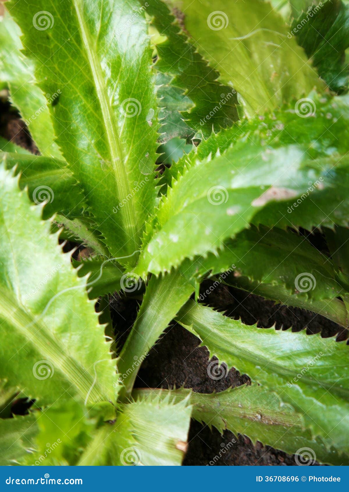 Fresh culantro stock photo. Image of cooking, close, long - 36708696