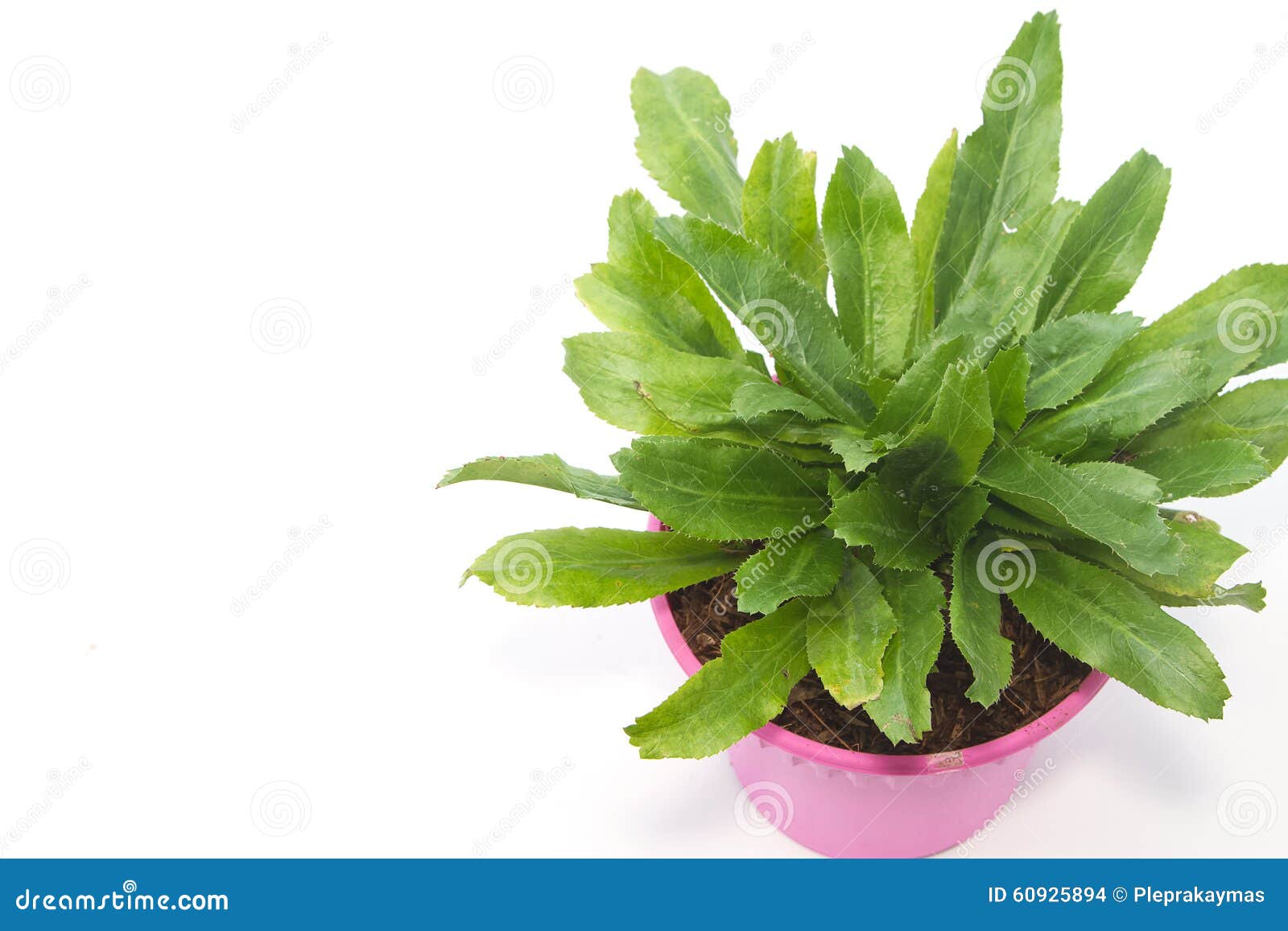 Culantro, Long Coriander, Sawtooth Coriander Or Eryngium Foetidum ...