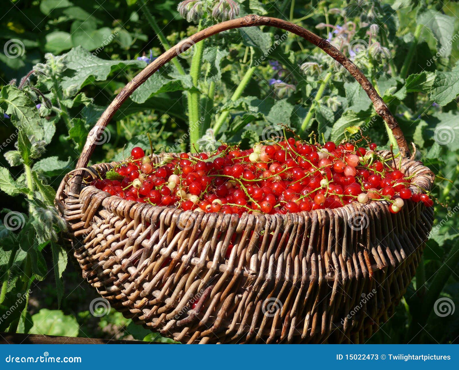 Fresh currants stock image. Image of currants, basket - 15022473