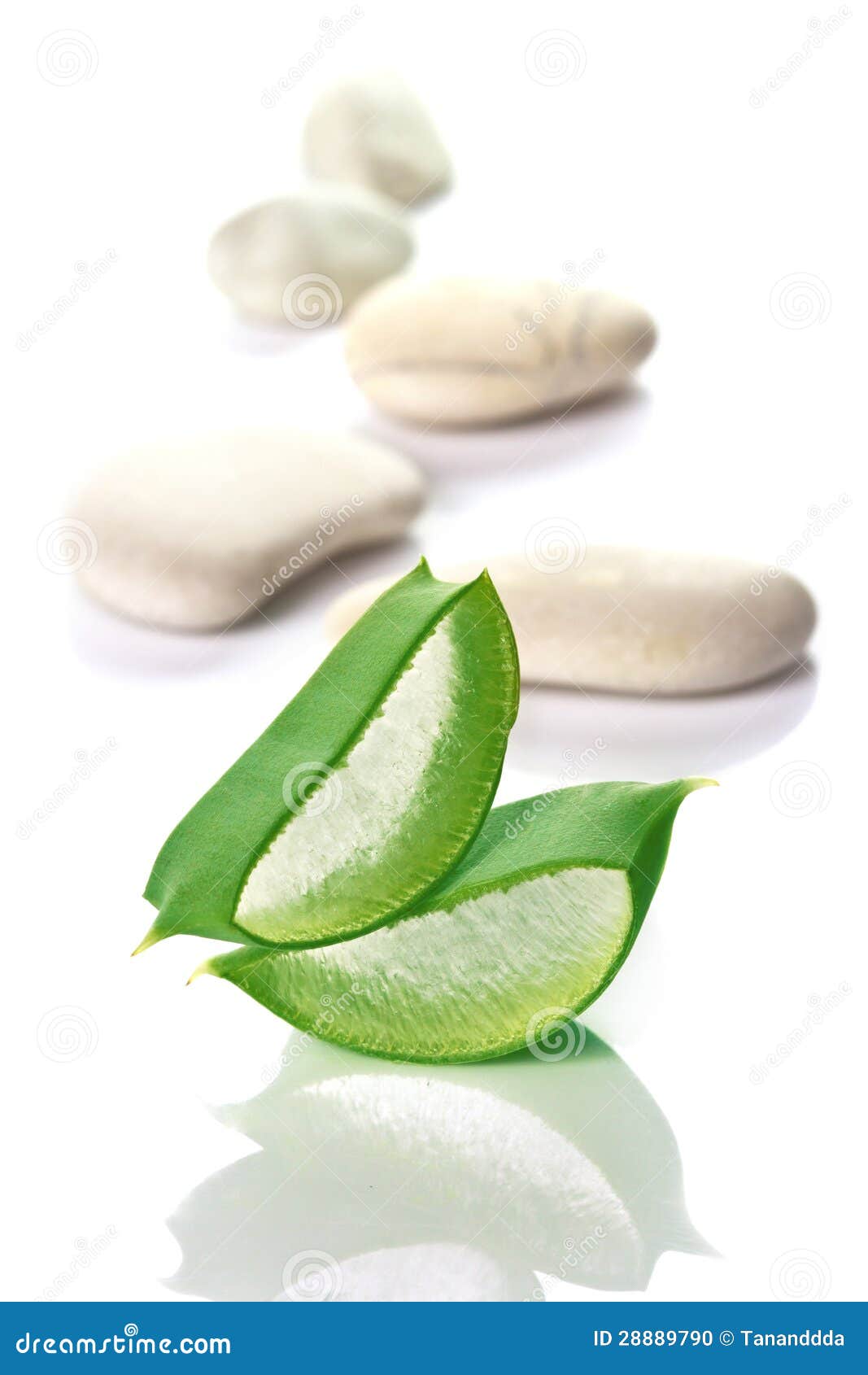 Fresh Cut Aloe Vera Slices and Stones Stock Photo - Image of herbal ...