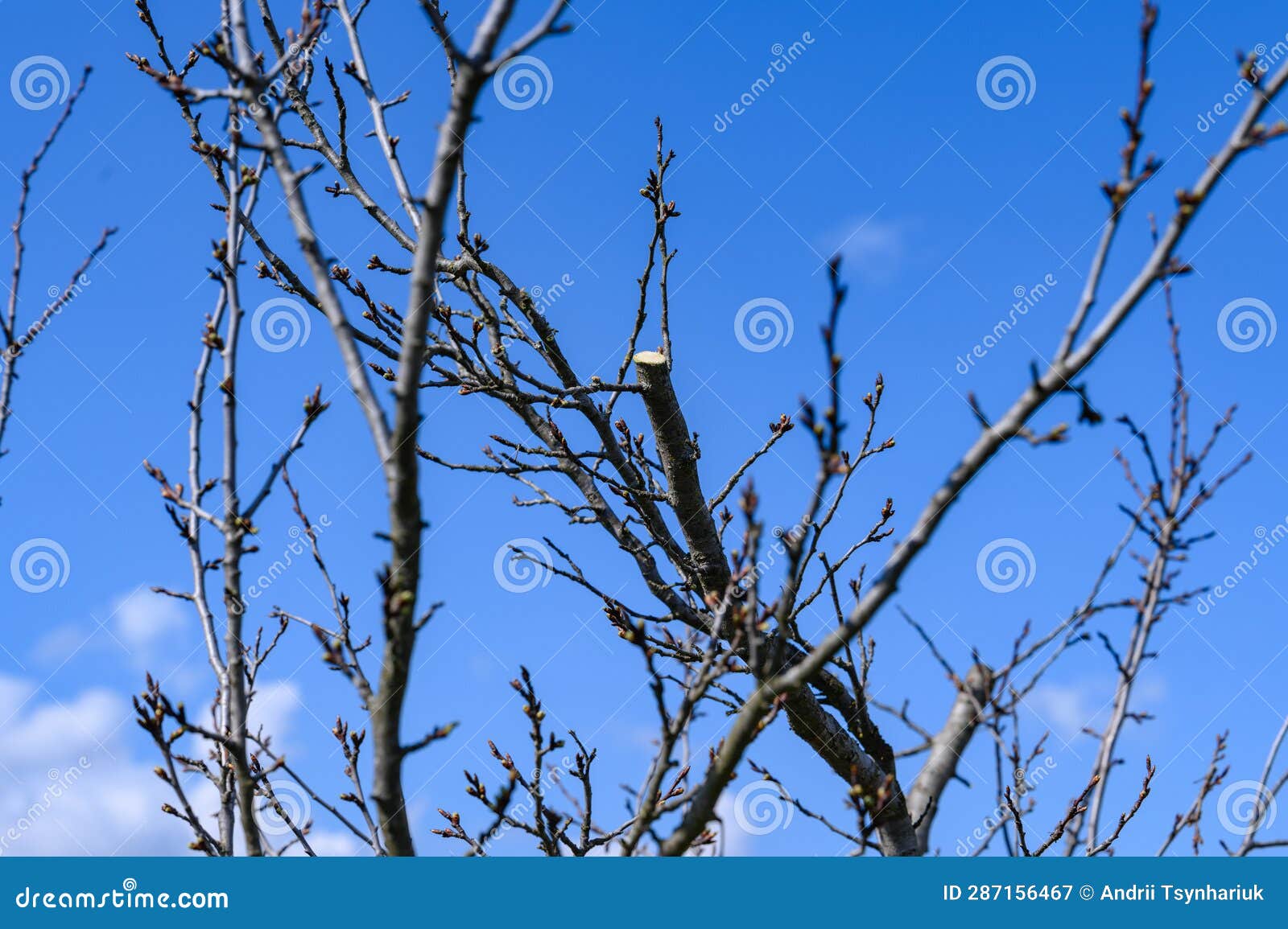 A fresh cut on a branch. stock image. Image of fruiting - 287156467