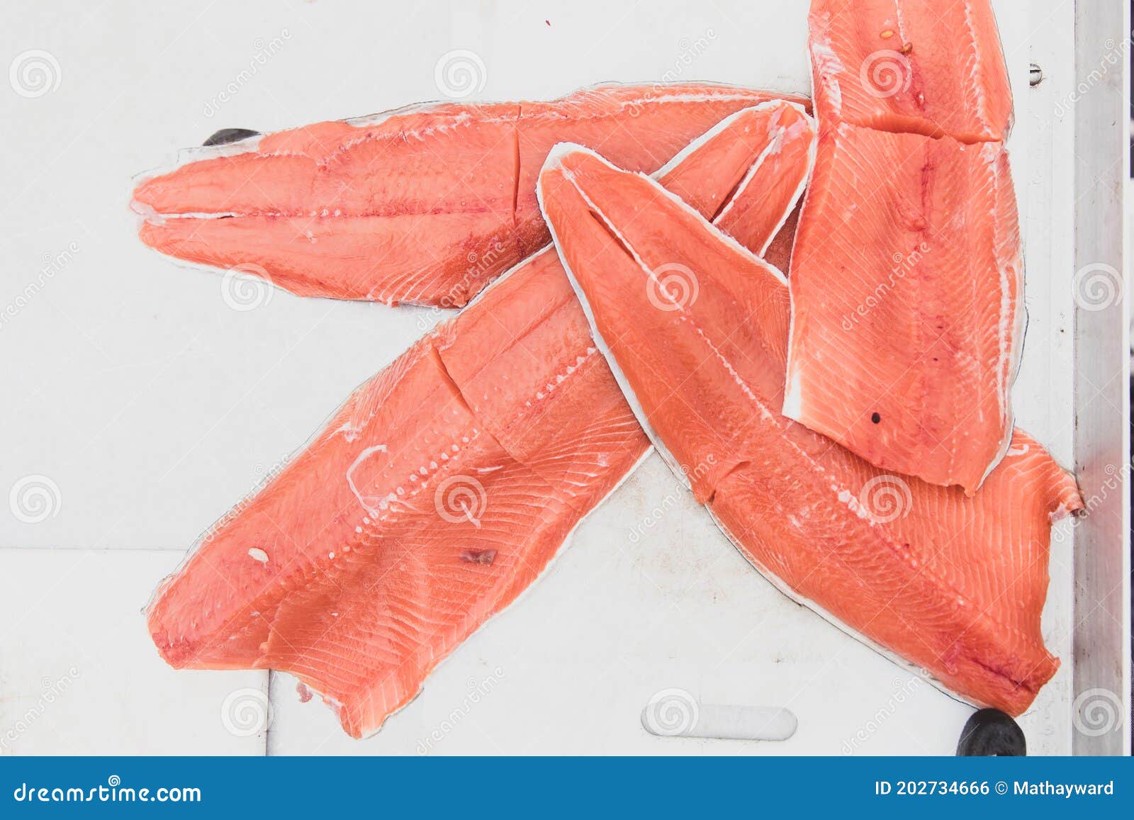 Fresh cut coho salmon stock photo. Image of fresh, fillet - 202734666