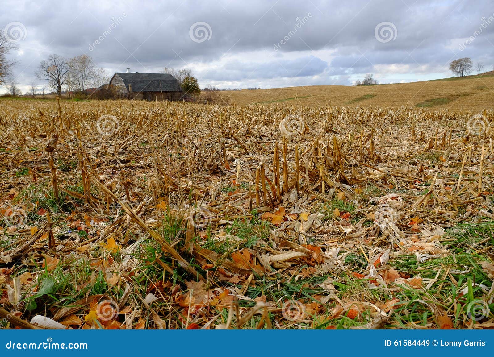 Fresh Cut Corn and Rustic Barn Stock Image - Image of barn, round: 61584449