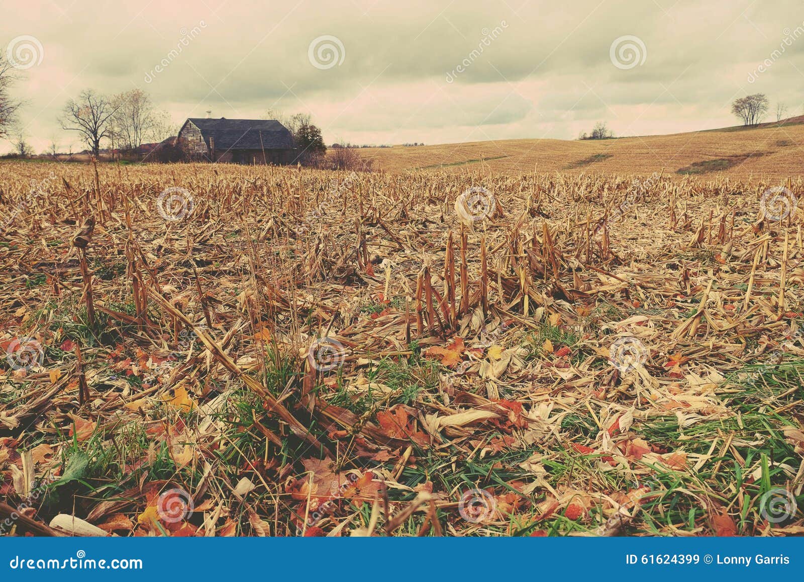 Fresh Cut Corn Rustic Barn Stock Photos - Free & Royalty-Free Stock ...