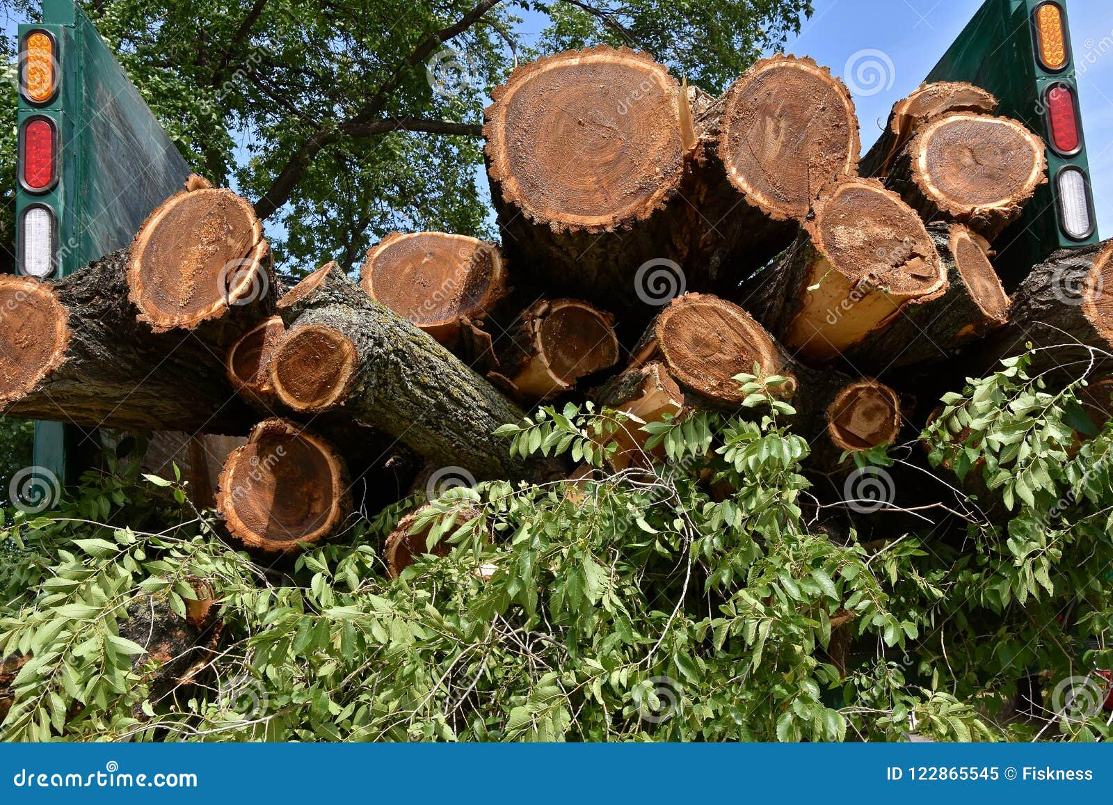 Fresh Cut Elm Logs in Back of Truck Stock Image - Image of forestry ...