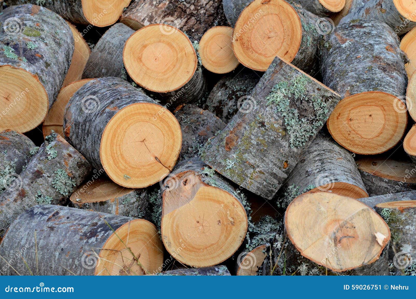Fresh Cut of a Fire Wood Logs Stock Image - Image of forestry, circle ...