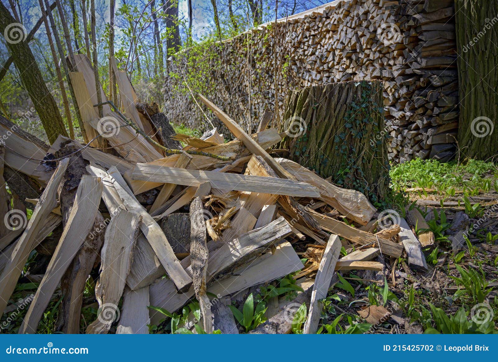 Fresh cut fire wood stock photo. Image of material, natural - 215425702