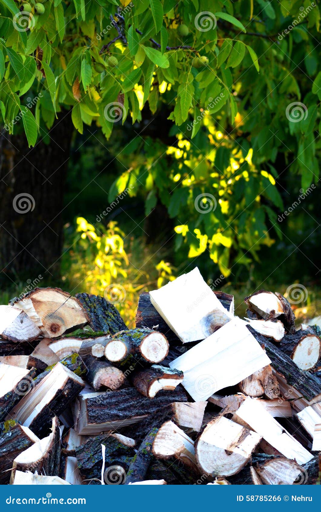 Fresh Cut Firewood Against Walnut Tree Stock Photo - Image of trunk ...