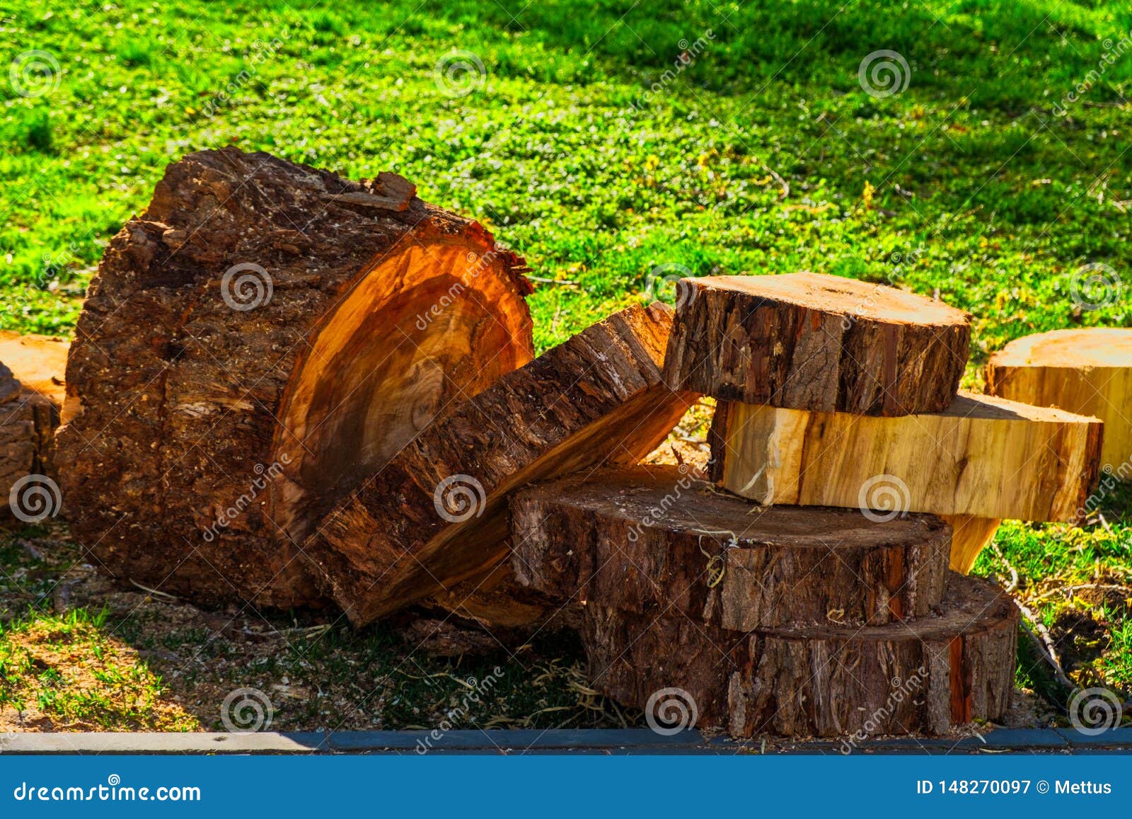 Fresh Cut Firewood on the Grass in the Morning Stock Image - Image of ...