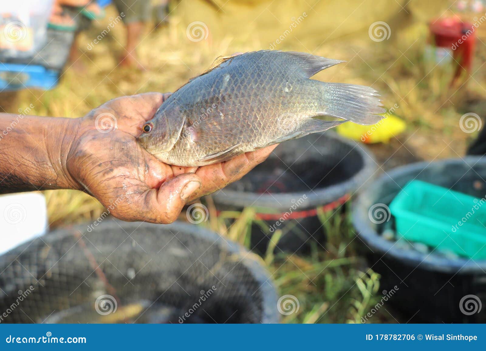 Fresh Cut Fish from Natural Water Sources. Stock Photo - Image of water ...