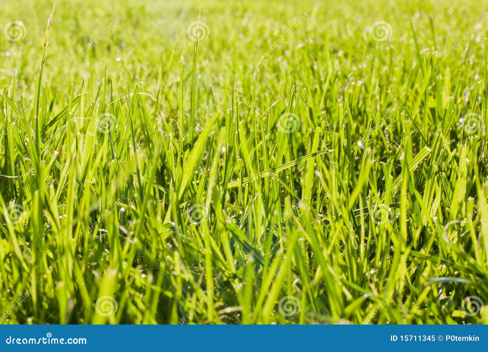 Fresh Cut Grass stock image. Image of grass, flora, plant - 15711345