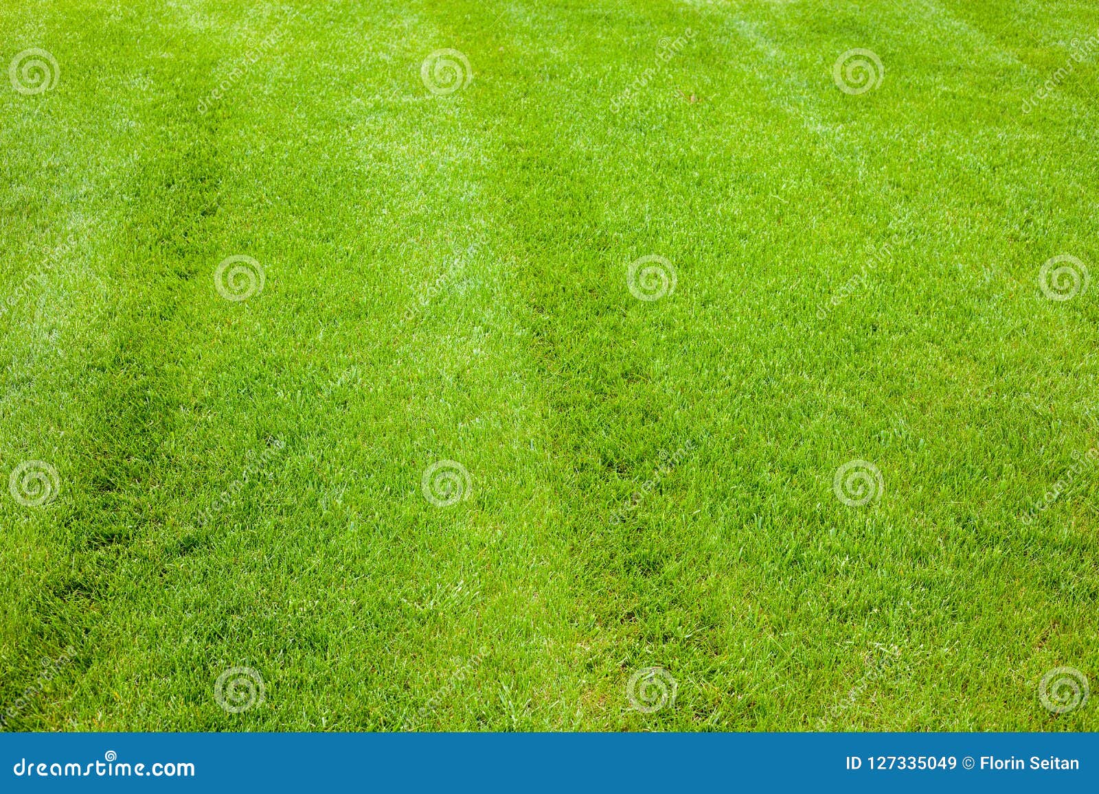 Fresh Cut Green Grass Background Stock Image - Image of nature ...