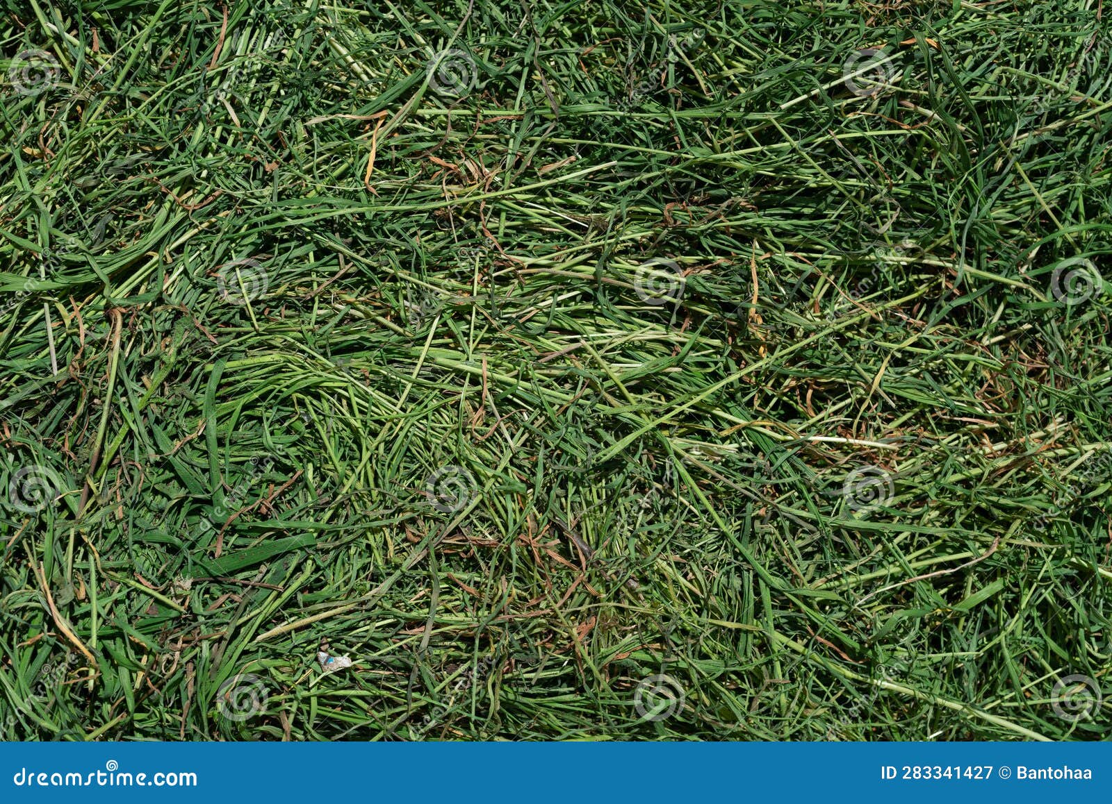 Fresh Cut Green Grass Background Top View Stock Image - Image of ...