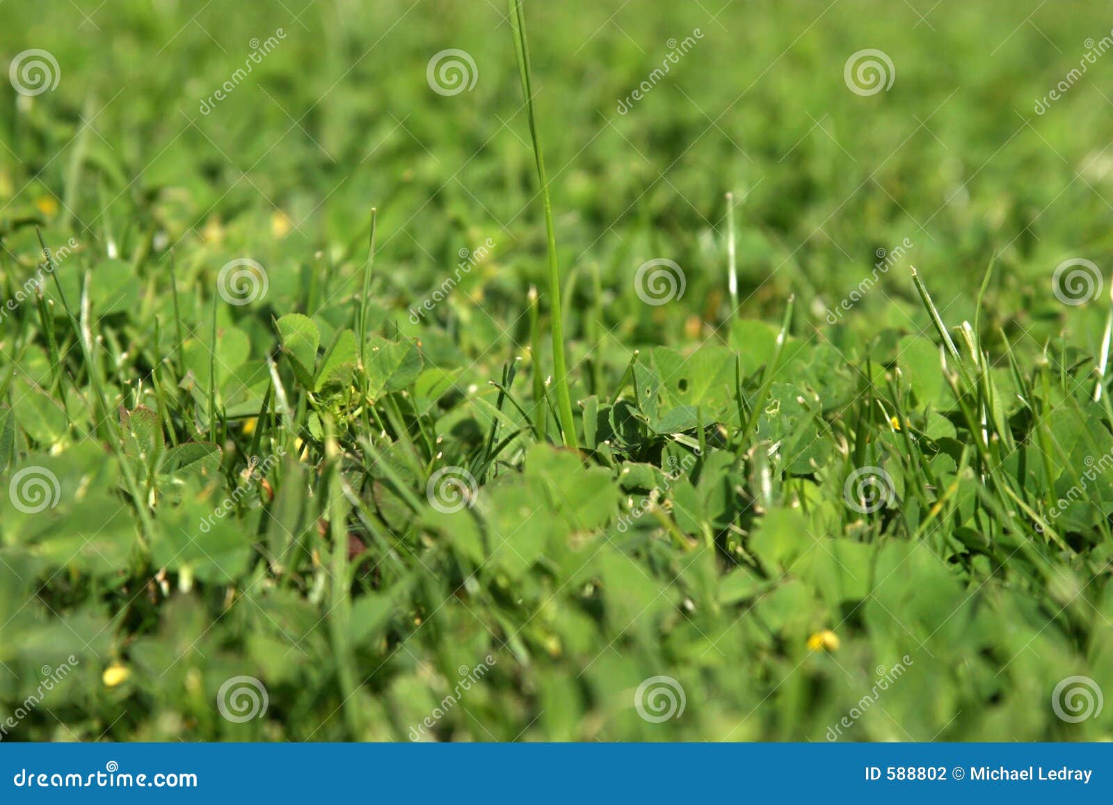 Fresh Cut Green Grass Close Up For Backgrounds Stock Photo - Image of ...