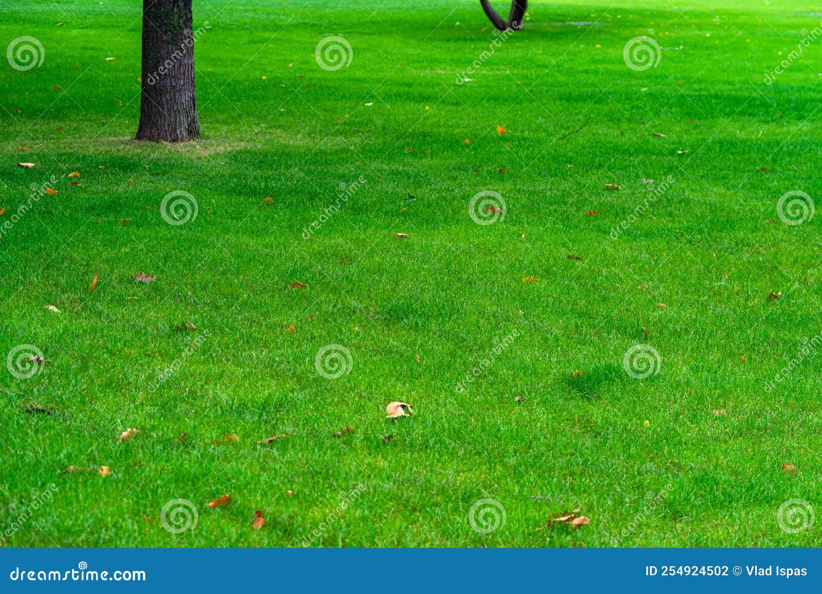 Fresh Cut Green Grass in Park Stock Photo - Image of outdoor, field ...