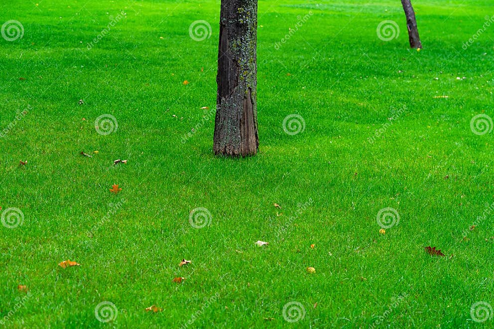 Fresh Cut Green Grass in Park Stock Image - Image of grass, land: 255153631