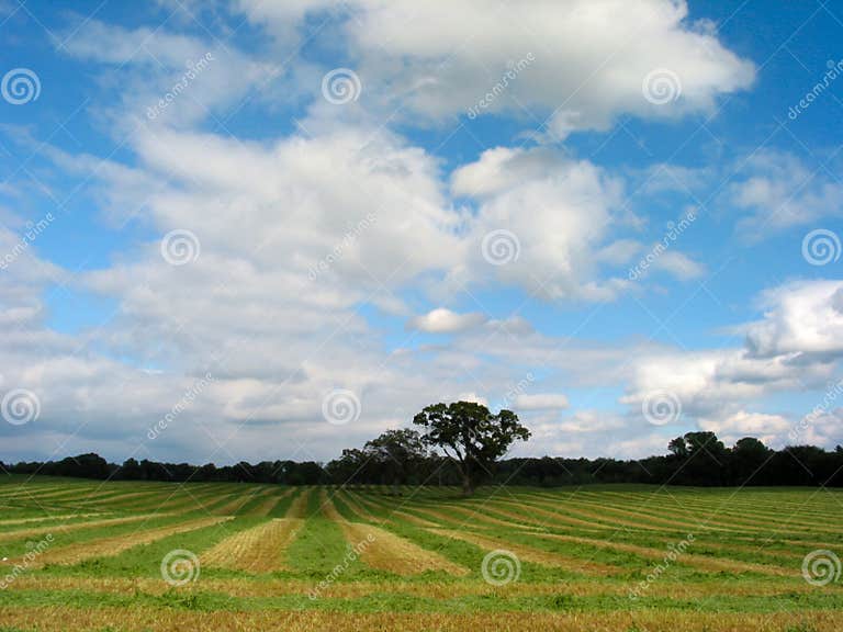 Fresh Cut Hay stock photo. Image of grass, field, tree, cutting - 12278