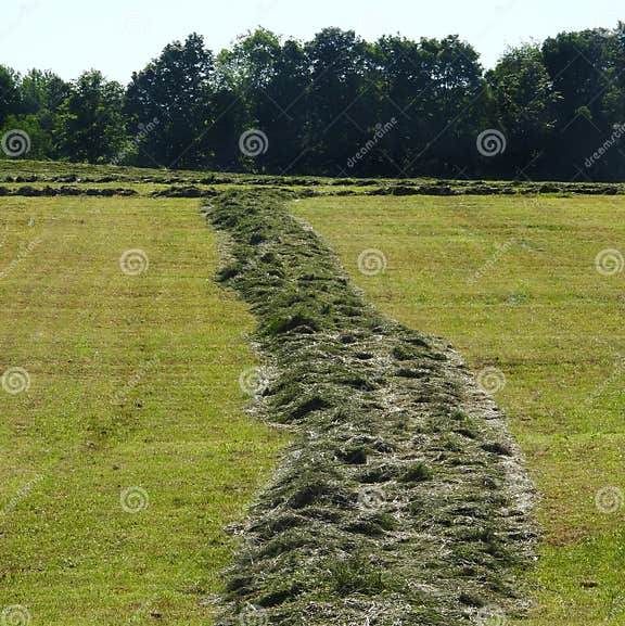 Fresh Cut Hay First Cutting Late Spring in Central New York FingerLakes ...