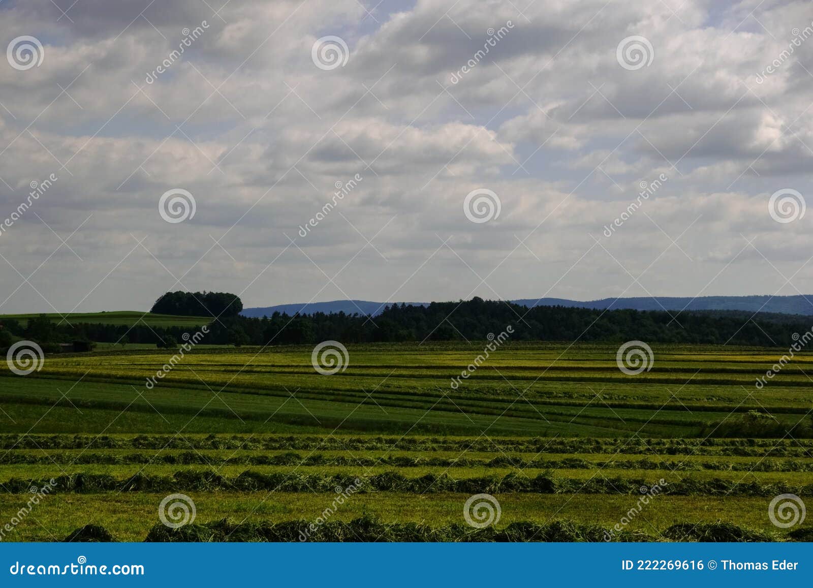 Fresh Cut Hay on a Meadow in a Nature Landscape Stock Photo - Image of ...