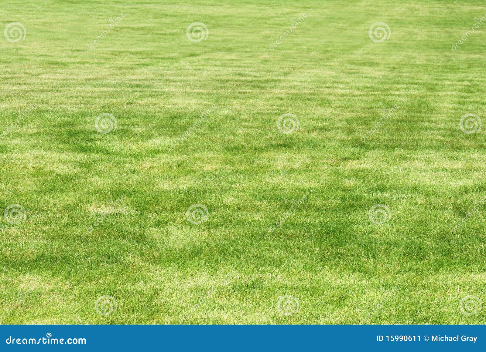 Fresh cut lawn stock image. Image of fresh, greenery - 15990611