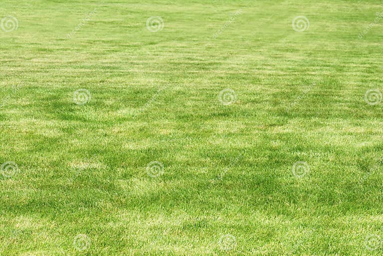 Fresh cut lawn stock image. Image of fresh, greenery - 15990611