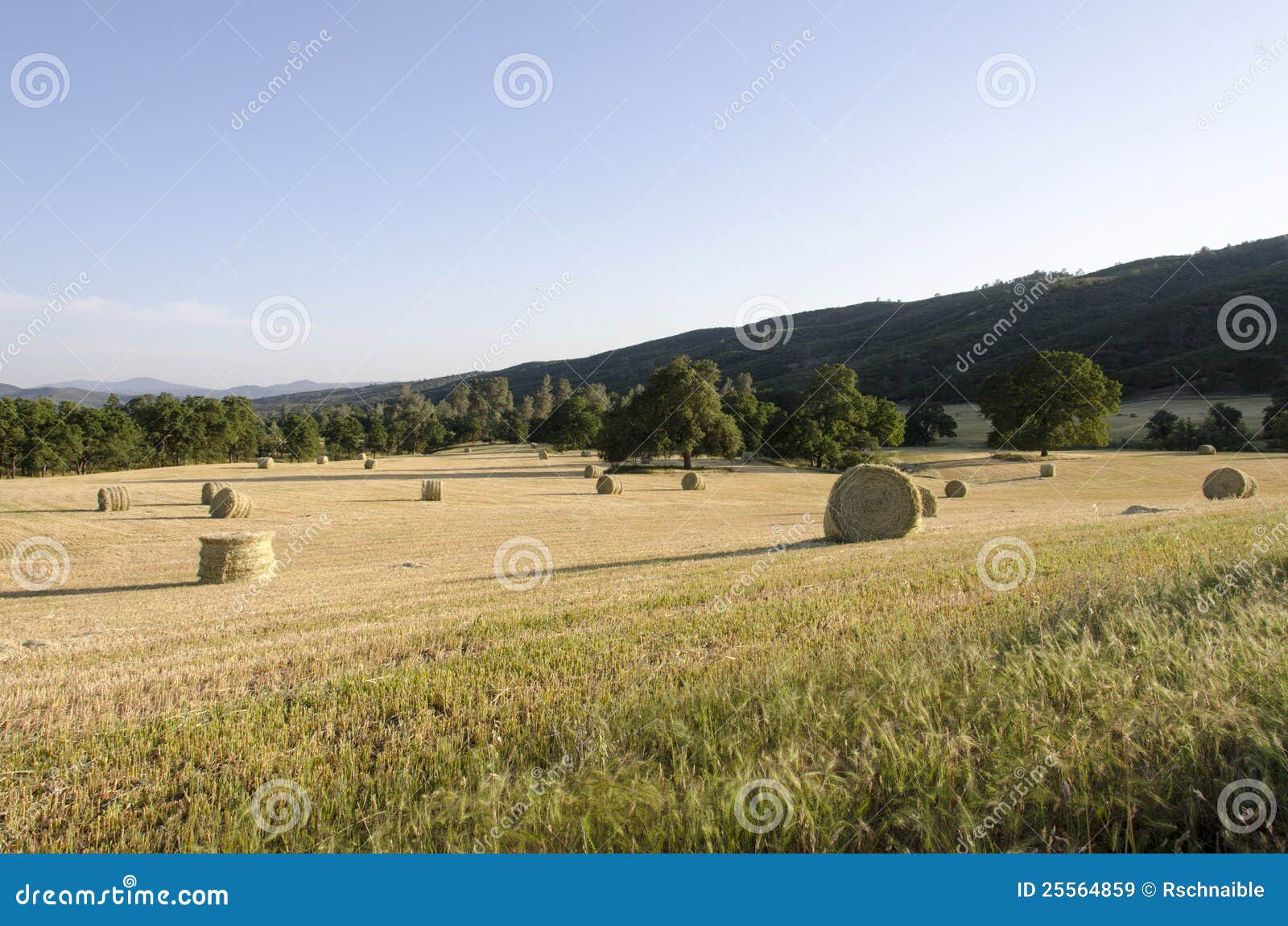 Fresh Cut Rolls of Hay in Western Field Stock Image - Image of farm ...