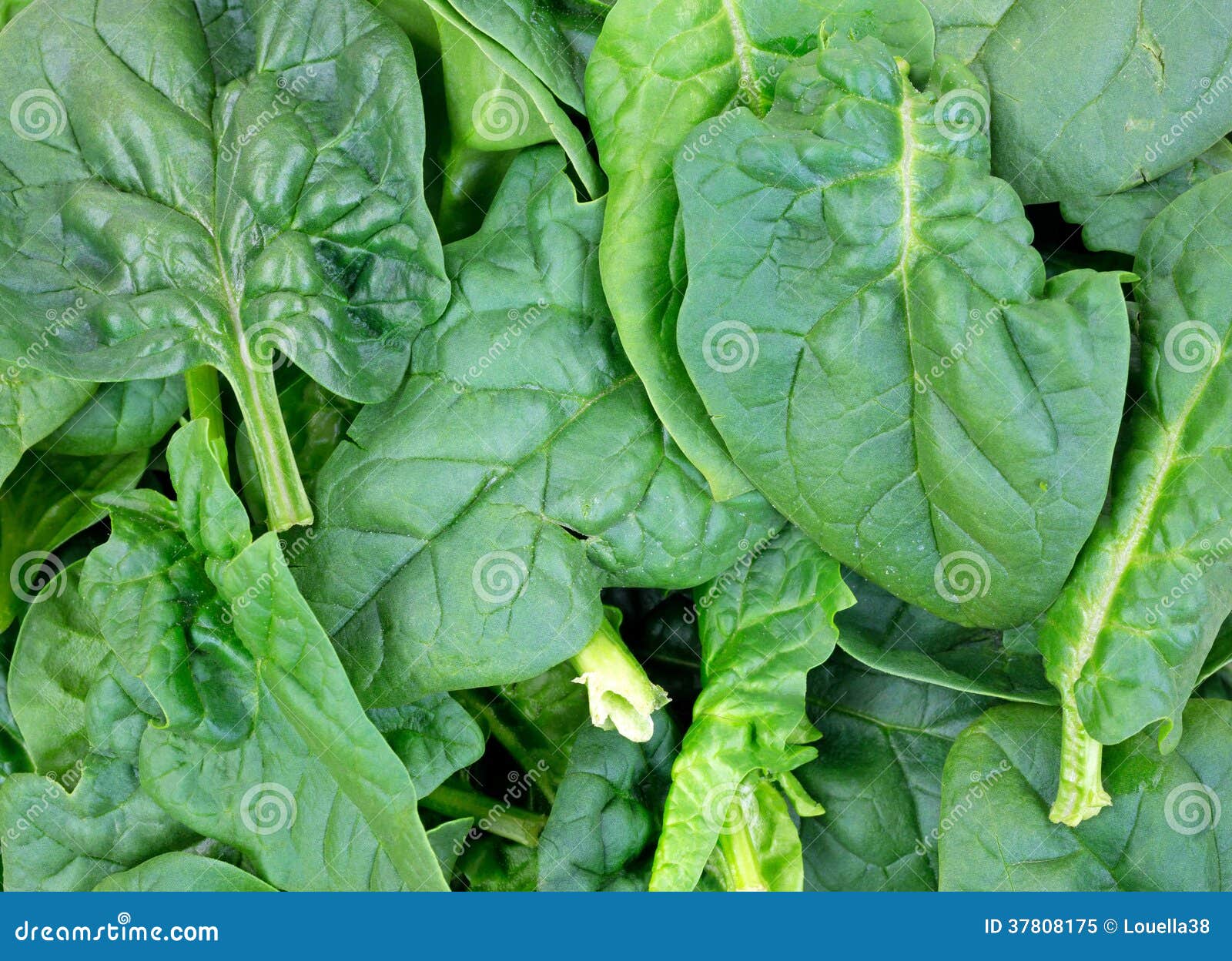 Fresh Cut Spinach stock image. Image of green, spinach - 37808175