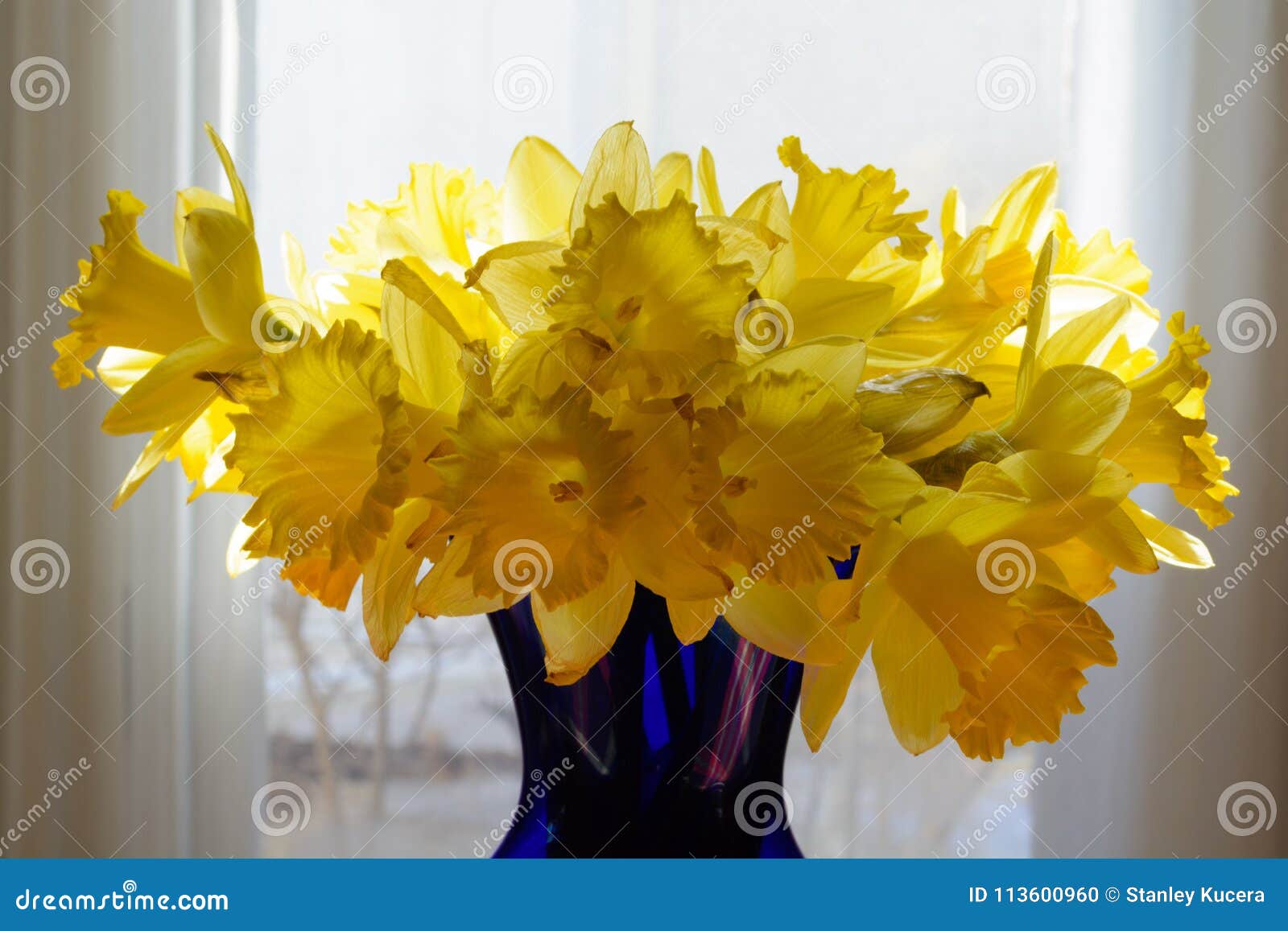 Fresh Cut Spring Daffodils Presented on an Abstract Background. Stock ...