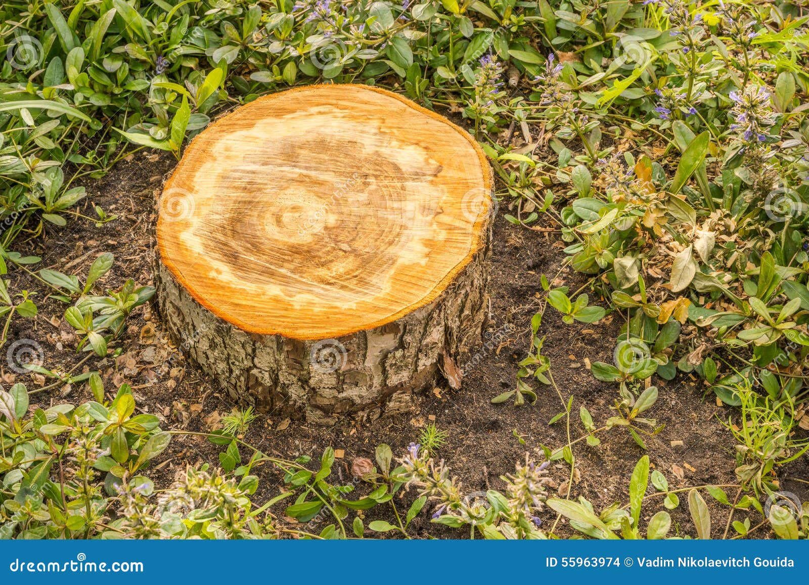 Fresh Cut Stump of Grab Apple Tree Stock Photo - Image of fresh, wood ...