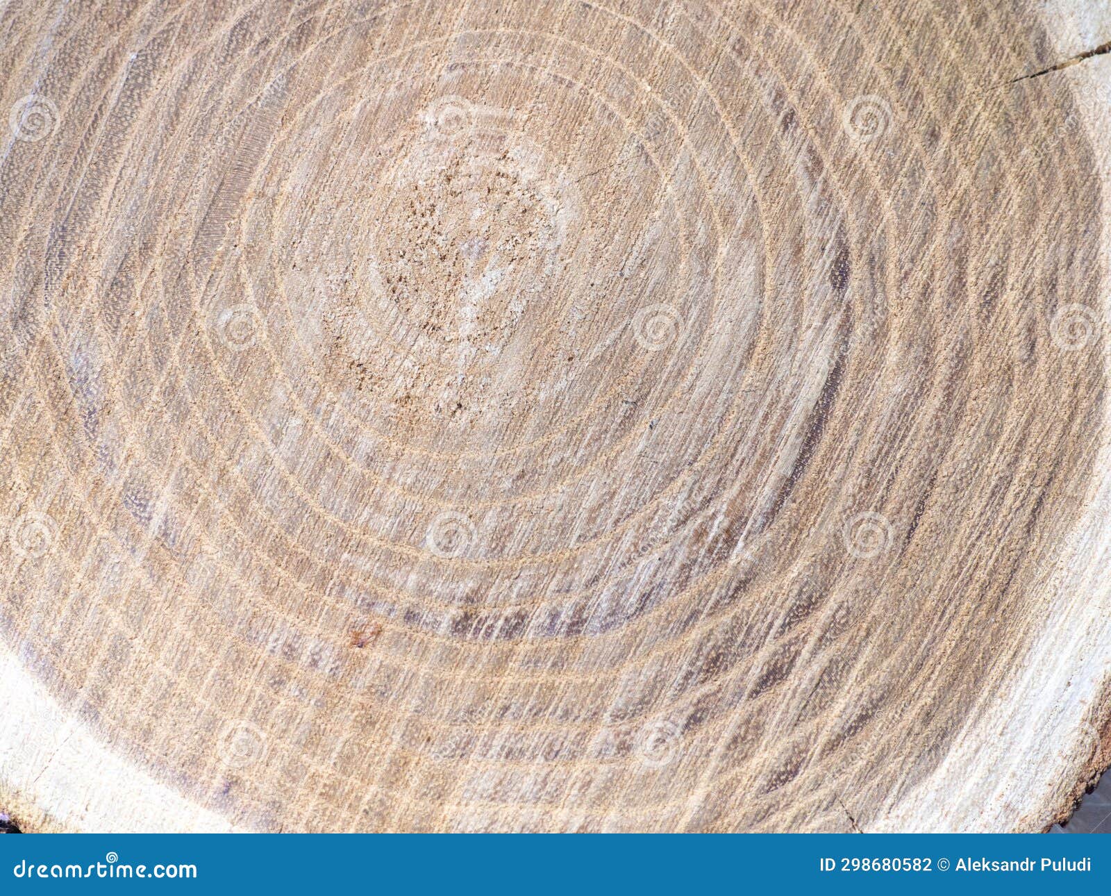 Fresh Cut of a Tree. Annual Rings on Wood. Wood Interior Texture ...