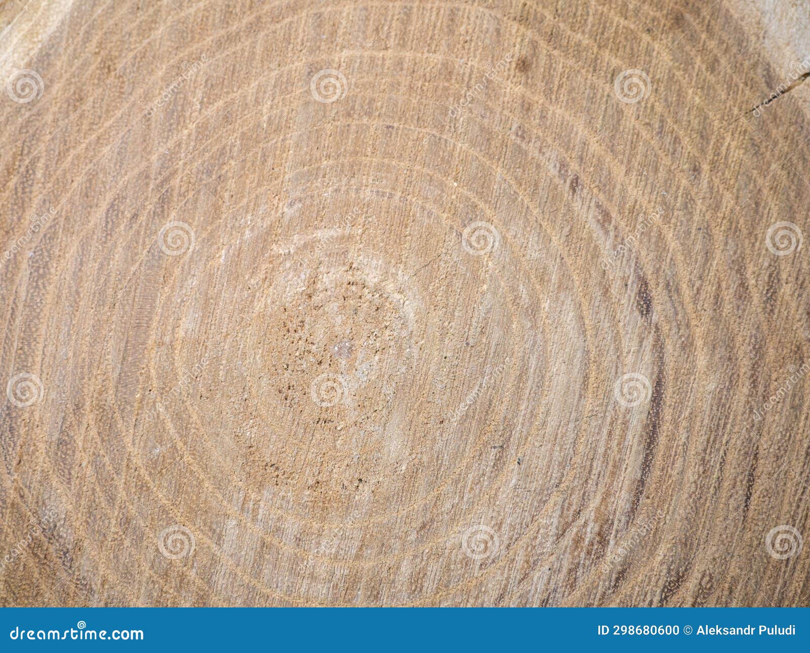 Fresh Cut of a Tree. Annual Rings on Wood. Wood Interior Texture ...