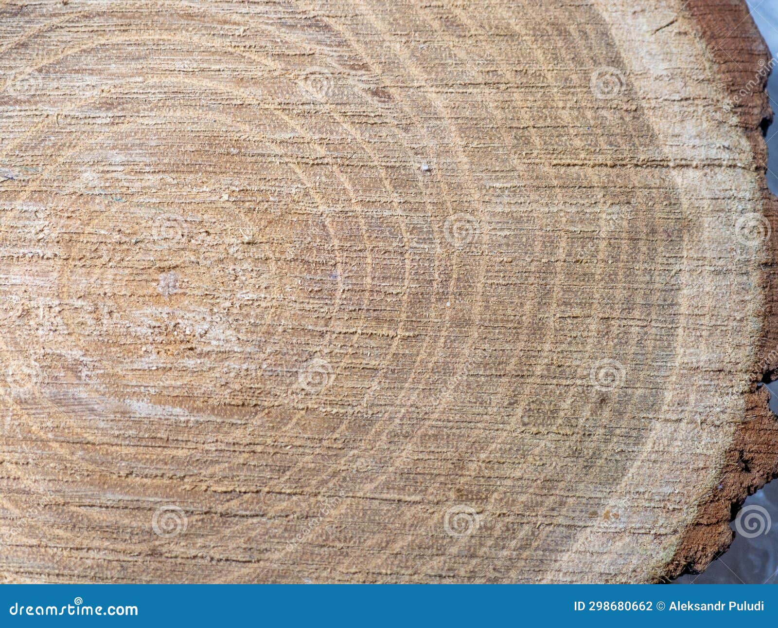 Fresh Cut of a Tree. Annual Rings on Wood Stock Photo - Image of ...