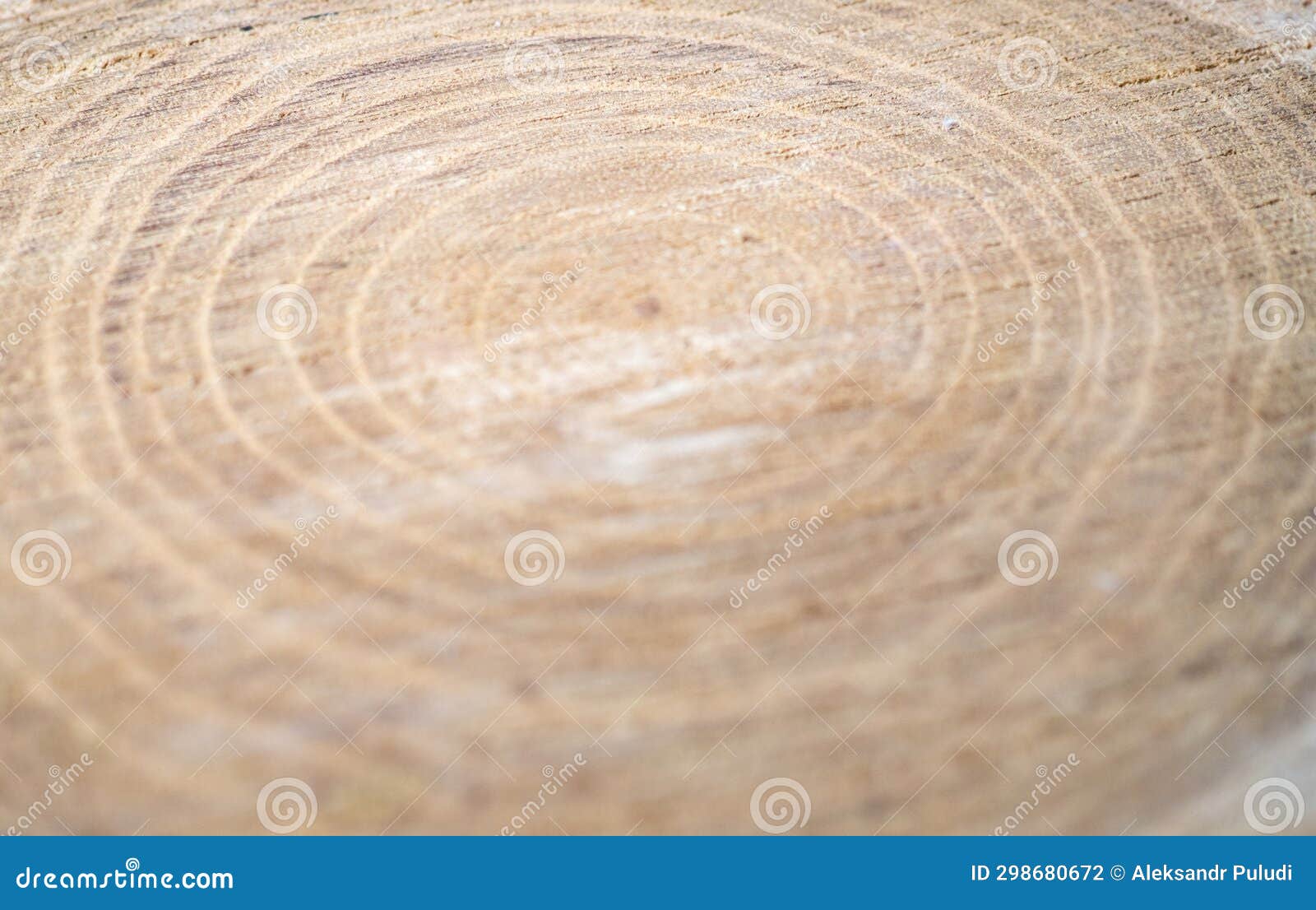 Fresh Cut of a Tree. Annual Rings on Wood Stock Photo - Image of ...