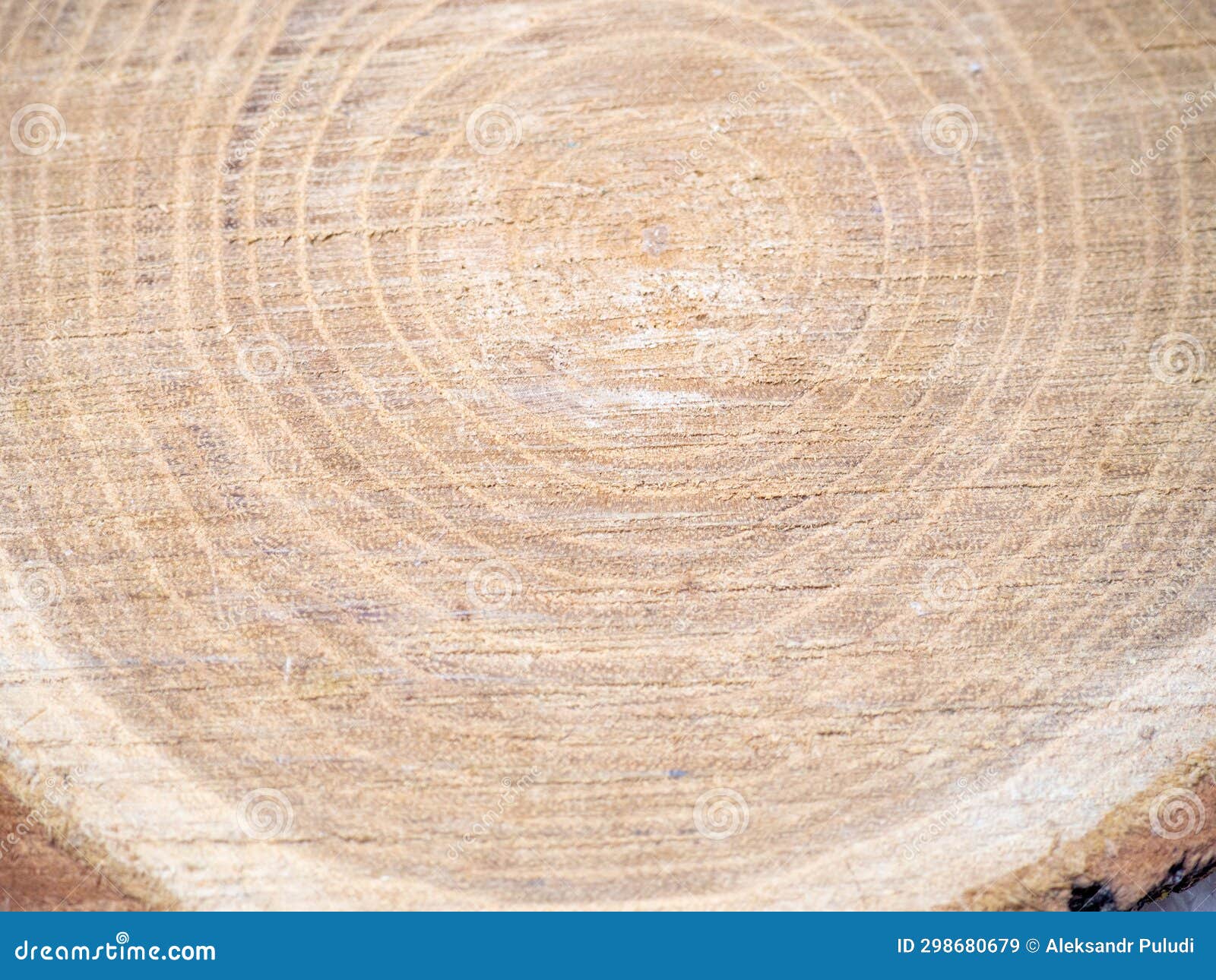Fresh Cut of a Tree. Annual Rings on Wood. Wood Interior Texture ...