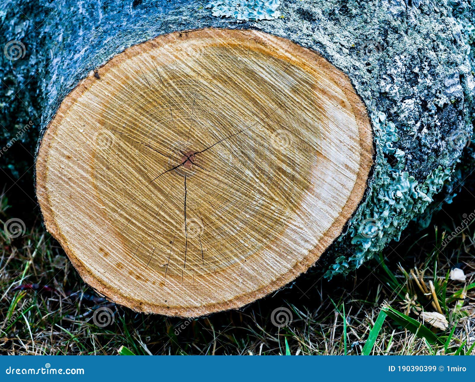 Fresh Cut Tree with Chain Saw Texture Stock Image - Image of wooden ...