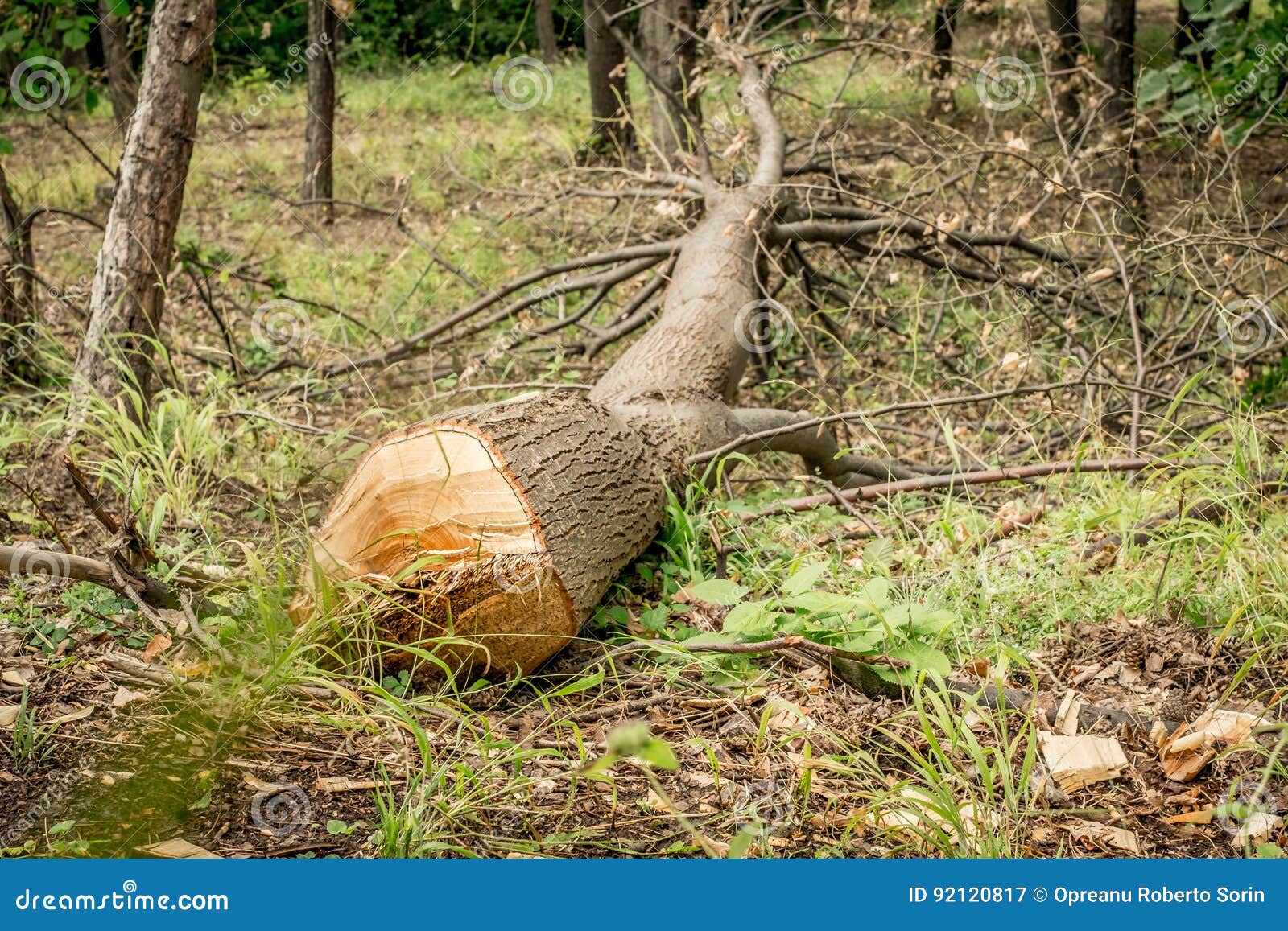 Fresh Cut Tree in the Fores Stock Image - Image of felled, construction ...